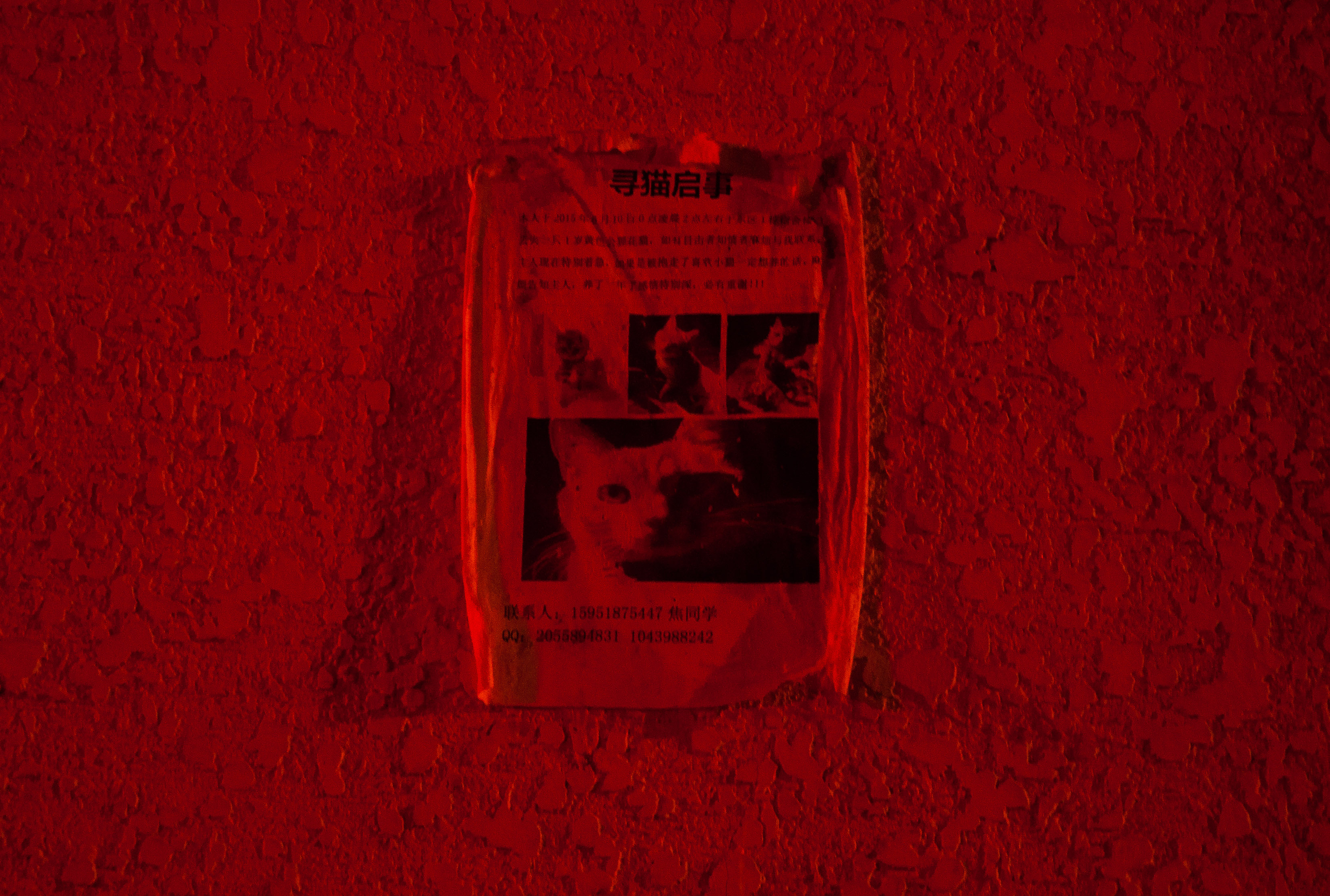 Ying Zhao – Beaver Magazine